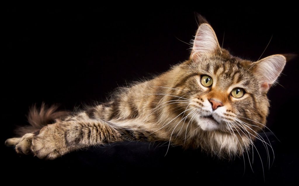 I GATTI PIU' BELLI DEL MONDO A BOLZANO - Radio NBC Rete Regione